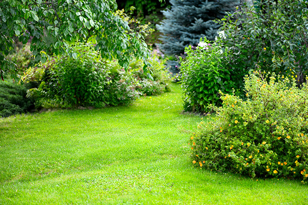 Tree & Shrub Analysis, Collingwood, ON | WillowStone