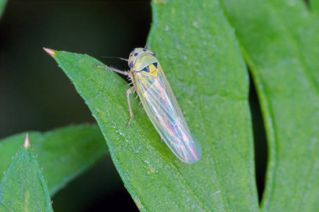 Leaf Hopper, Collingwood, ON | WillowStone
