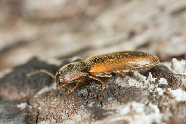 Bronze Birch Borer, Collingwood, ON | WillowStone